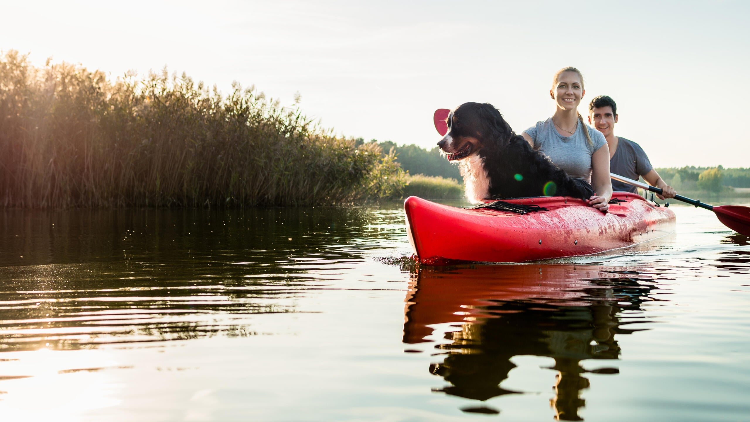 Pawk Pet Treats – Pawk Pet Co. Pty Ltd